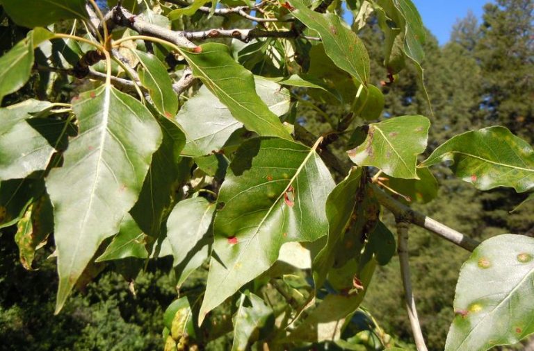 Осина обыкновенная - описание, применение, лечебные свойства и ...