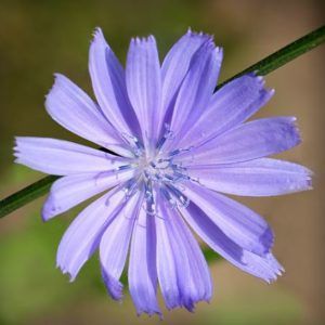 Цикорий обыкновенный и его лекарственные свойства. Применение и фото ...
