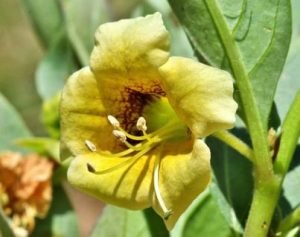 Белладонна - польза и вред.