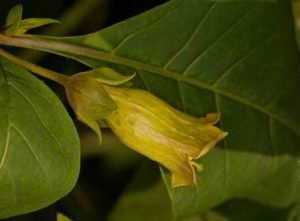 Белладонна - польза и вред.